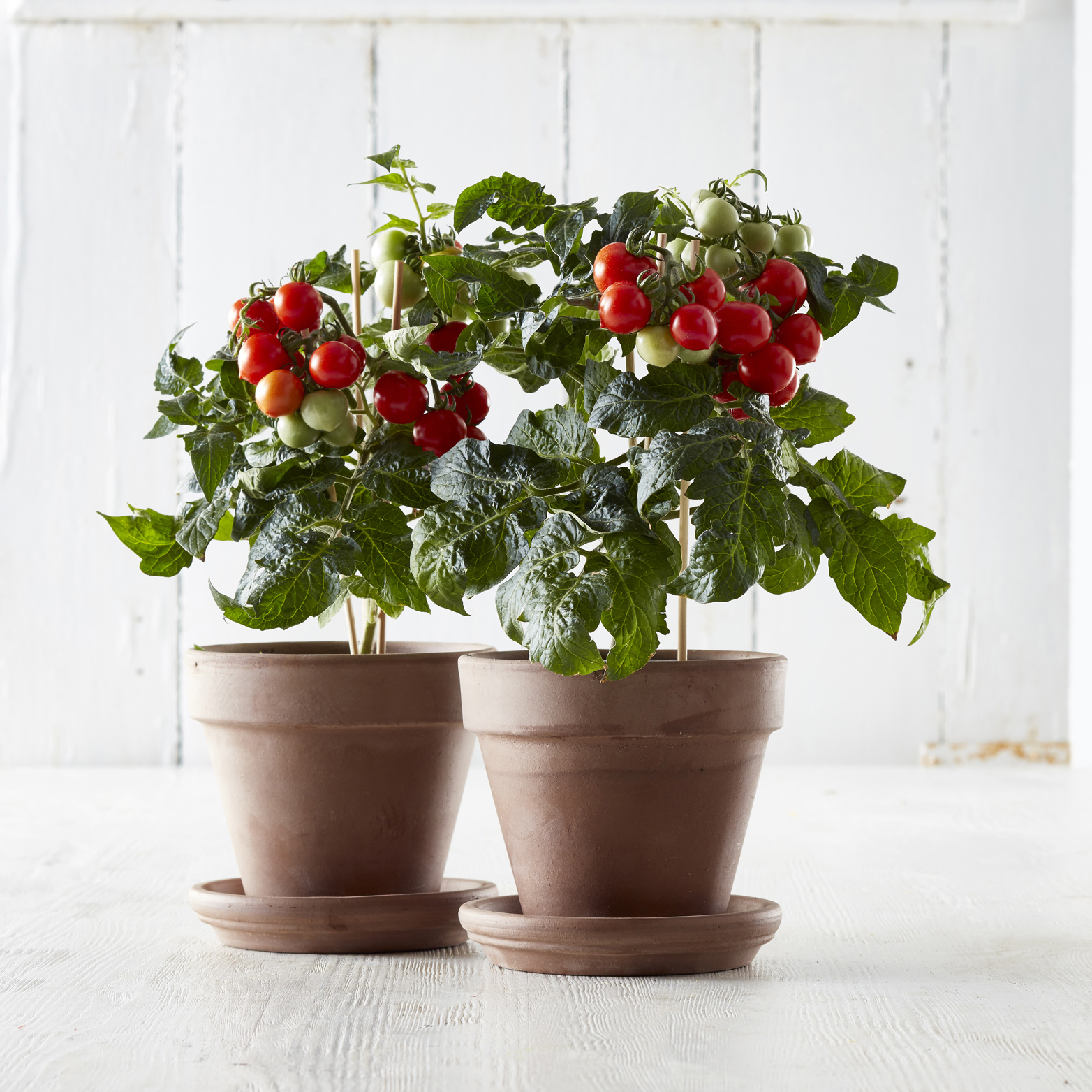 UK's first ever indoor tomato plant launched by Tescoed