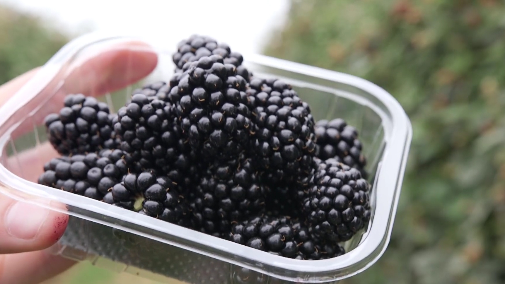 British Berry Boffin Tesco