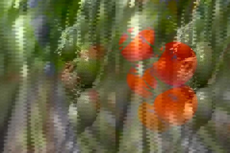 FOOD WASTE tomatoes supplier glinwell tesco