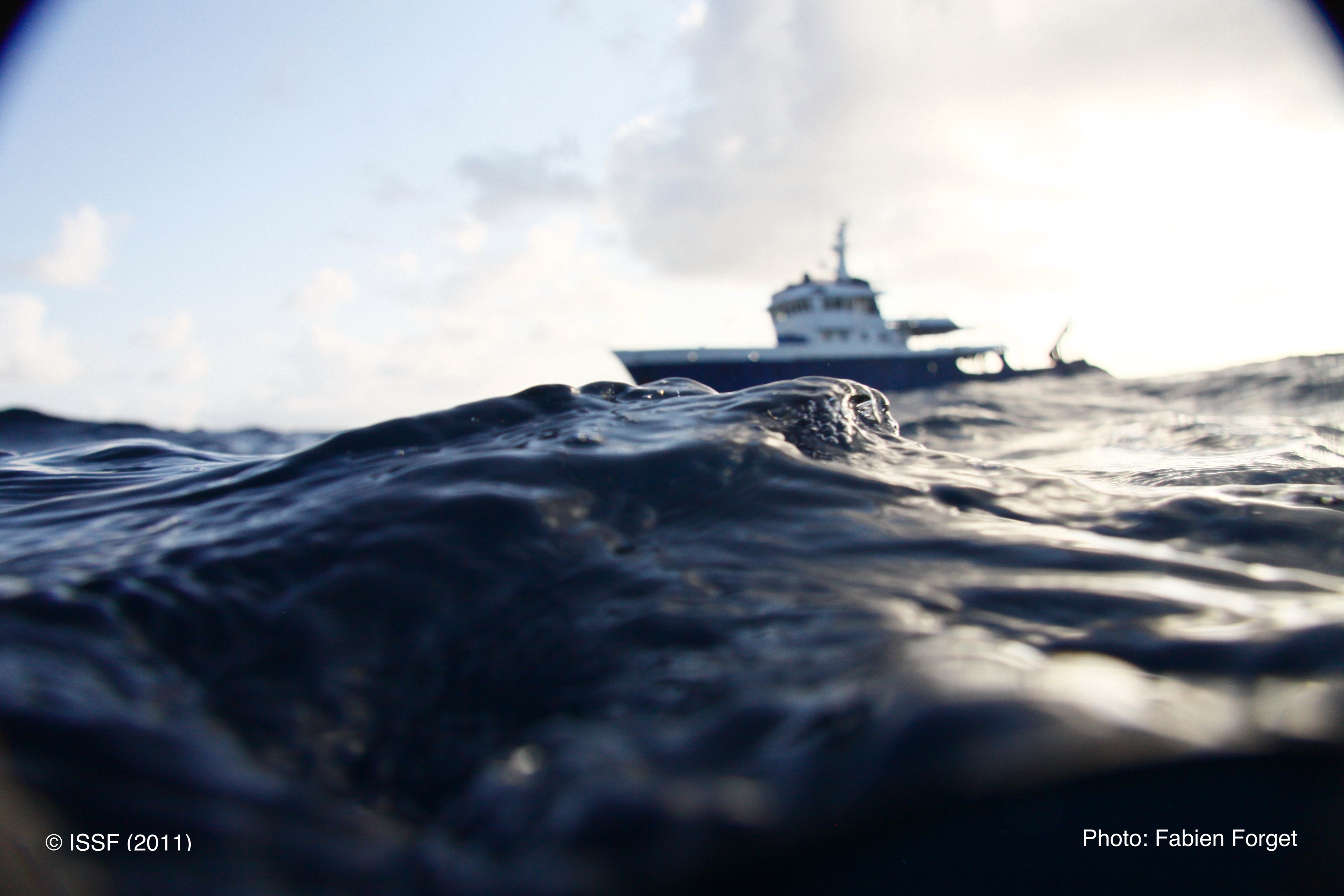Tuna fish sourcing Tesco