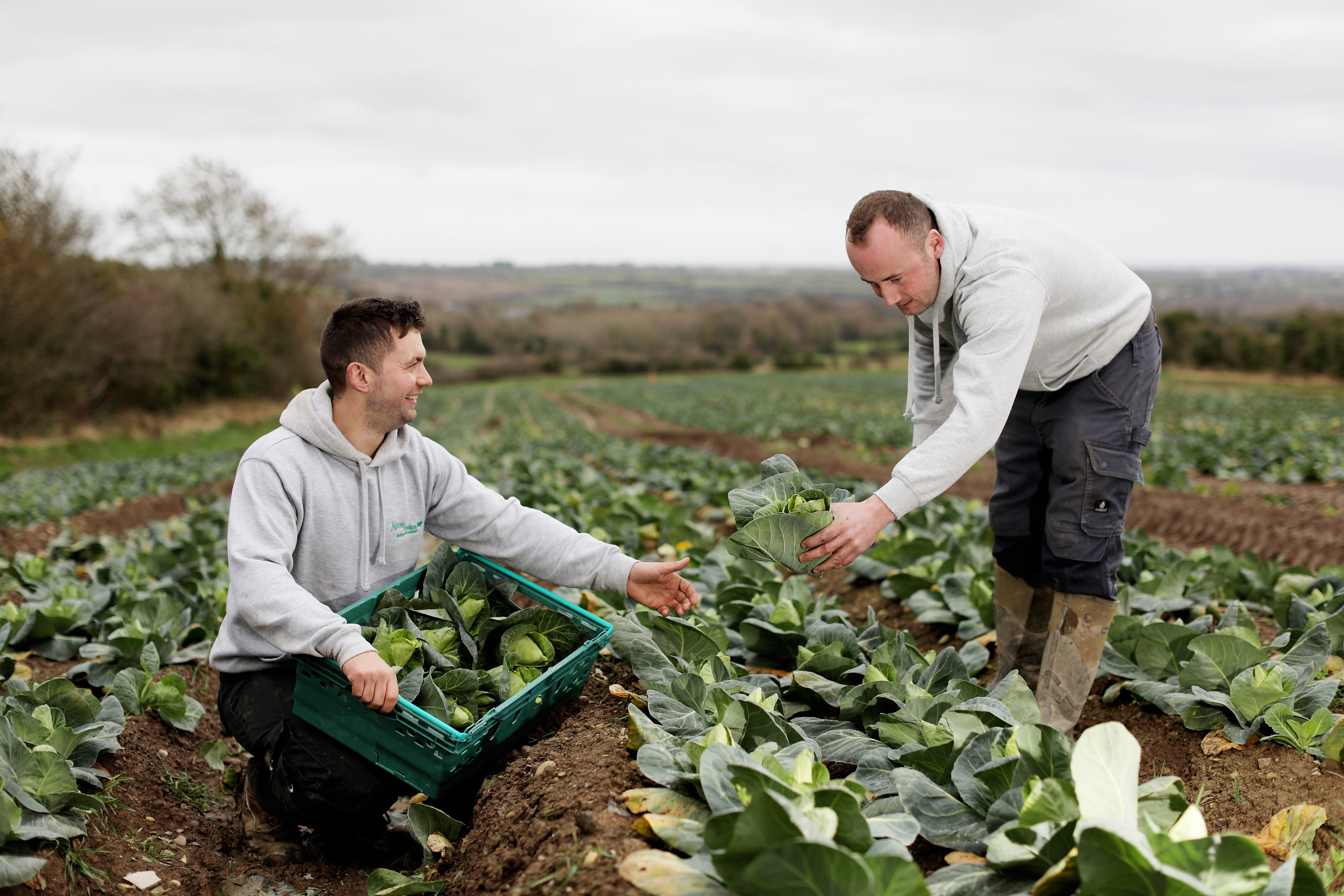Bumper cabbage crop reducing food waste in Ireland