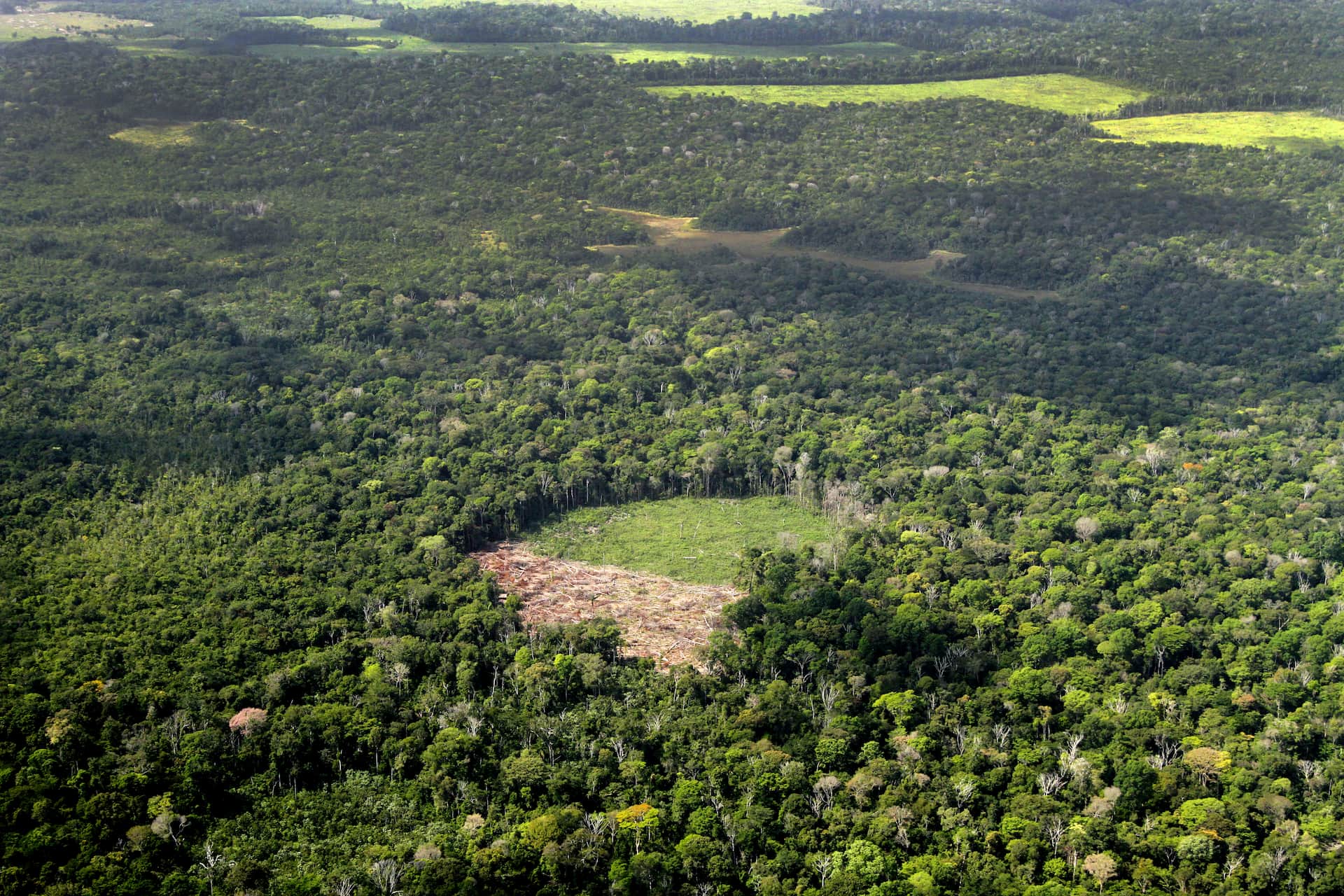 Protecting forests - Tesco PLC