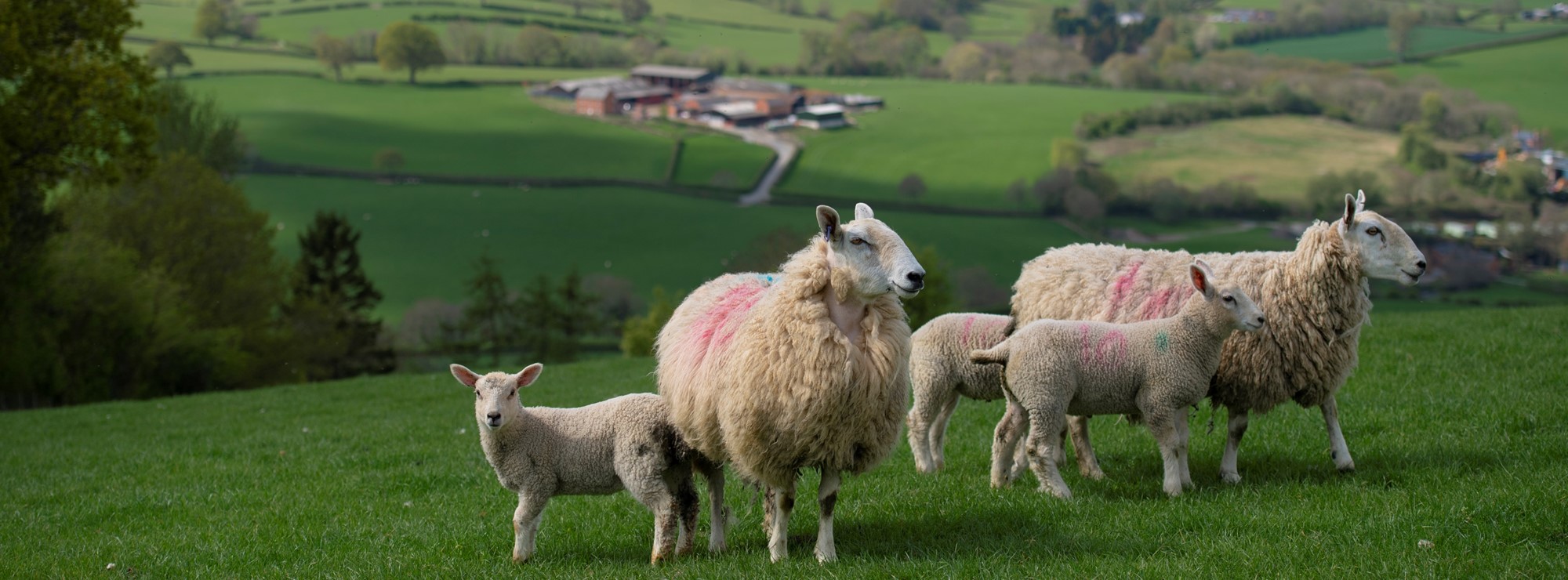 Supporting our farmers and suppliers - Tesco PLC