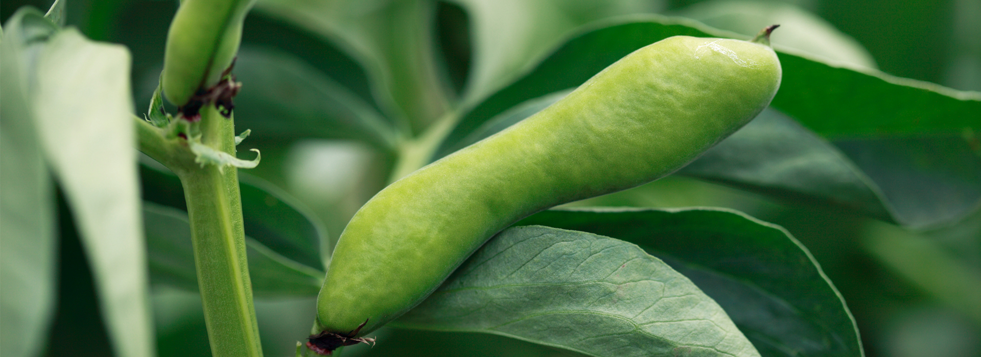 Fabulous fava: British-grown ‘revolutionary’ crop could soon be ...