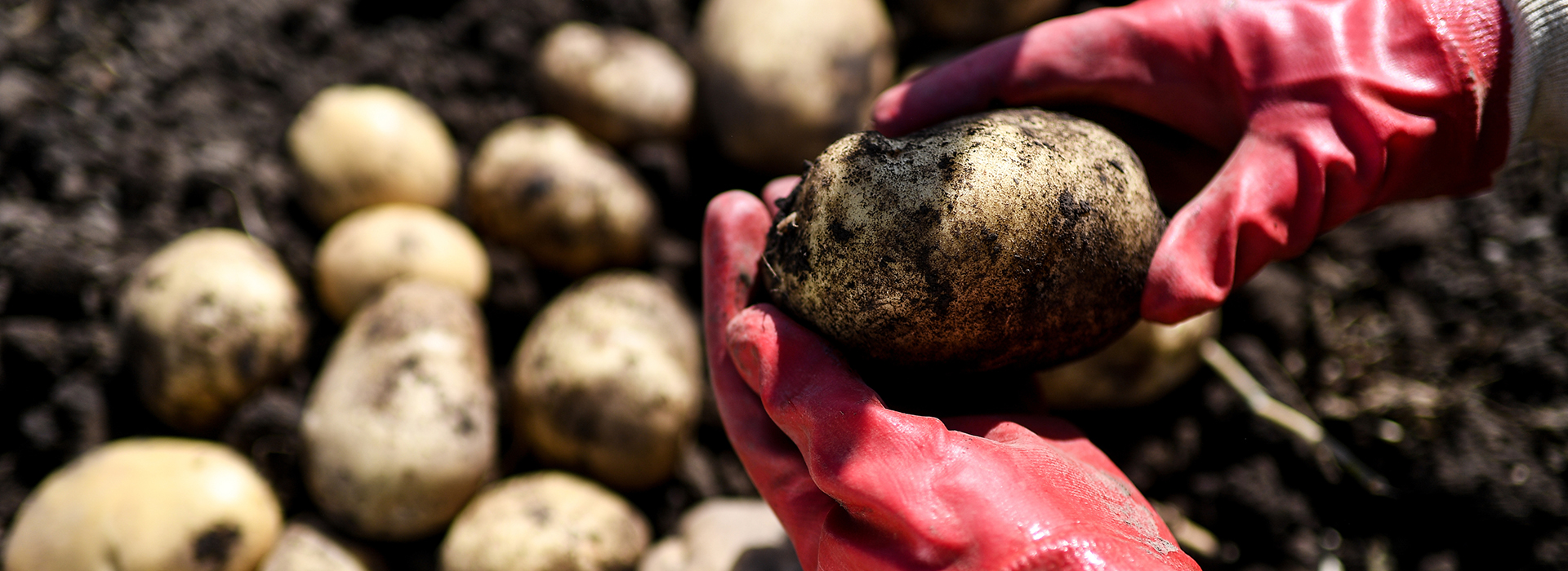 Mash up: giving wonky potatoes a new lease of life