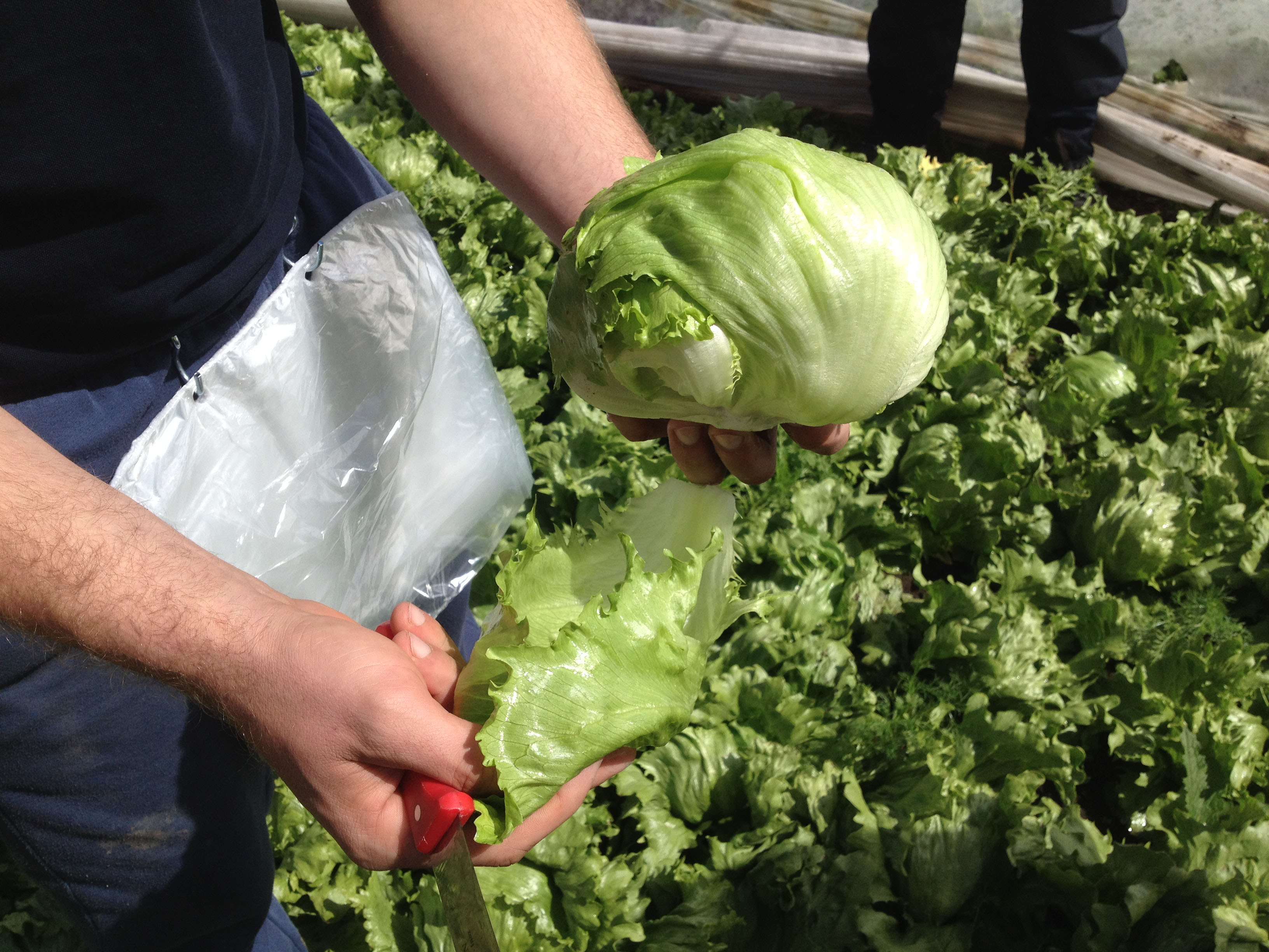 British Lettuce Tesco