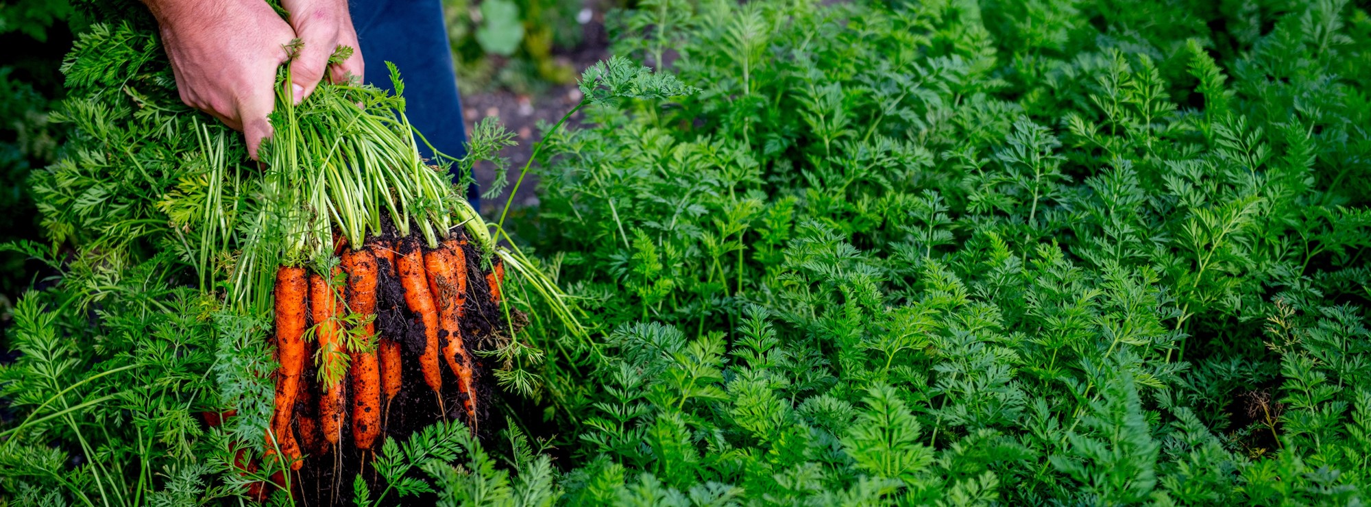 Stand by net zero and back green innovation urges boss as Tesco unveils ...