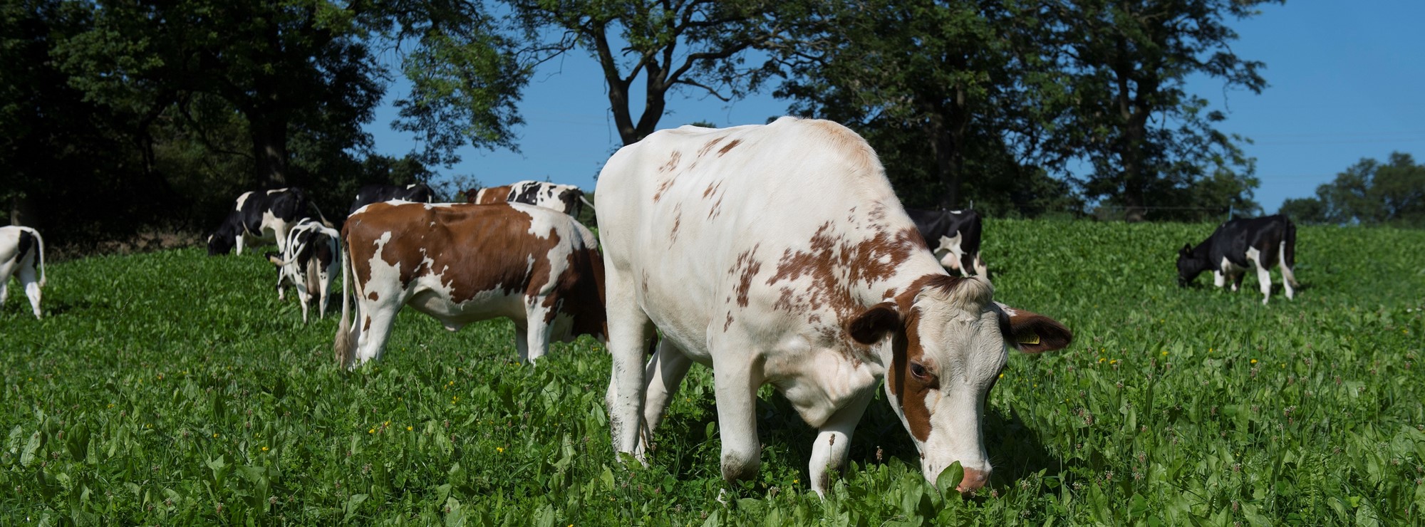 Tesco provides much-needed boost to British dairy farmers