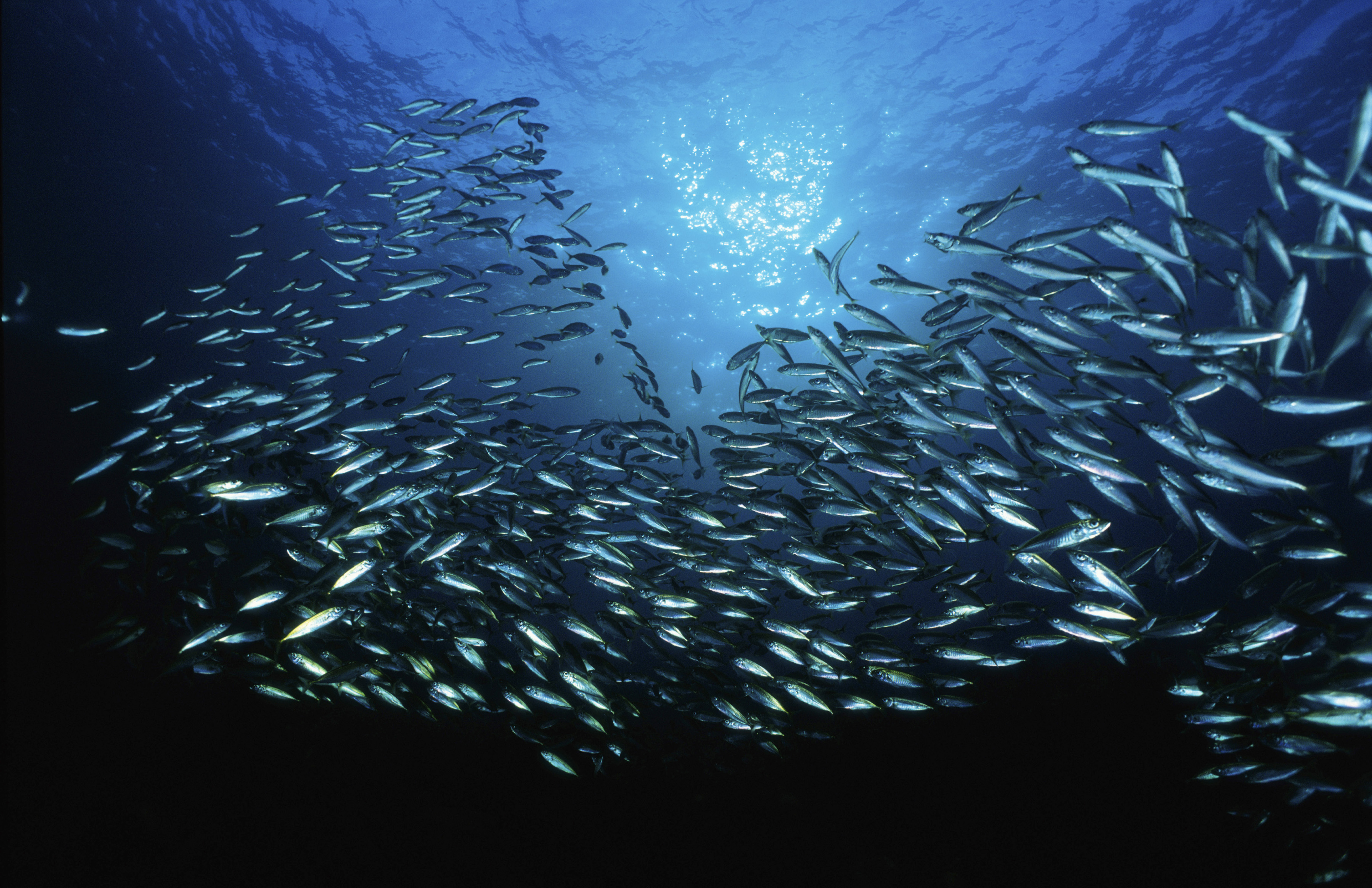Human Rights in Fishing