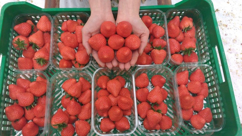 Tesco strawberries Fresh from farm field to store in a day