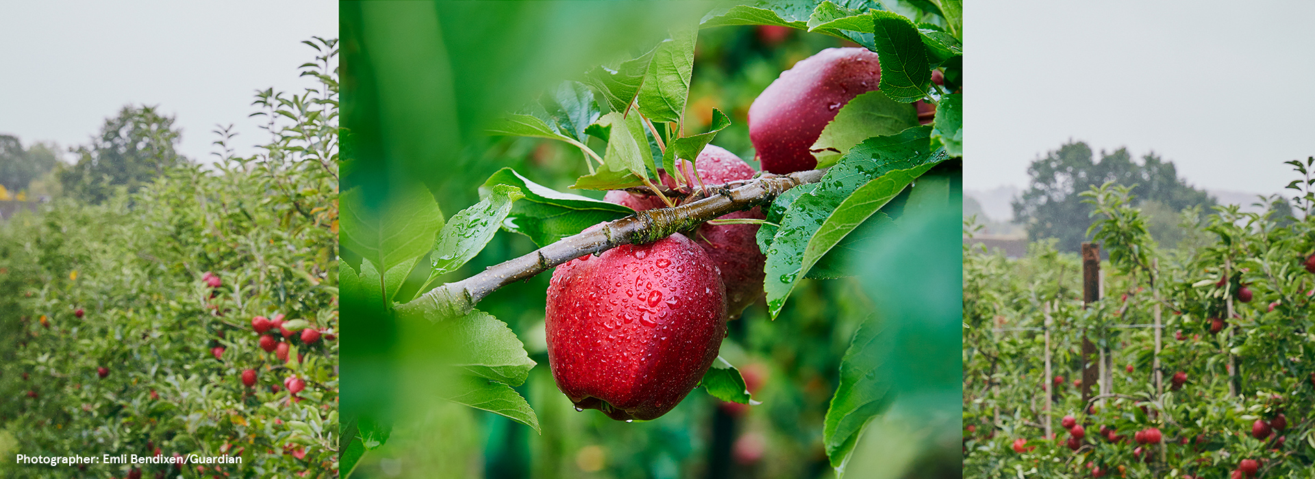 How’d you like them apples? How the science of sleep is helping British ...