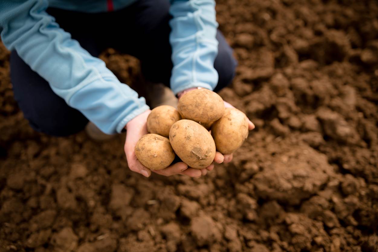 Investing in the future for Britain's potato growers Tesco