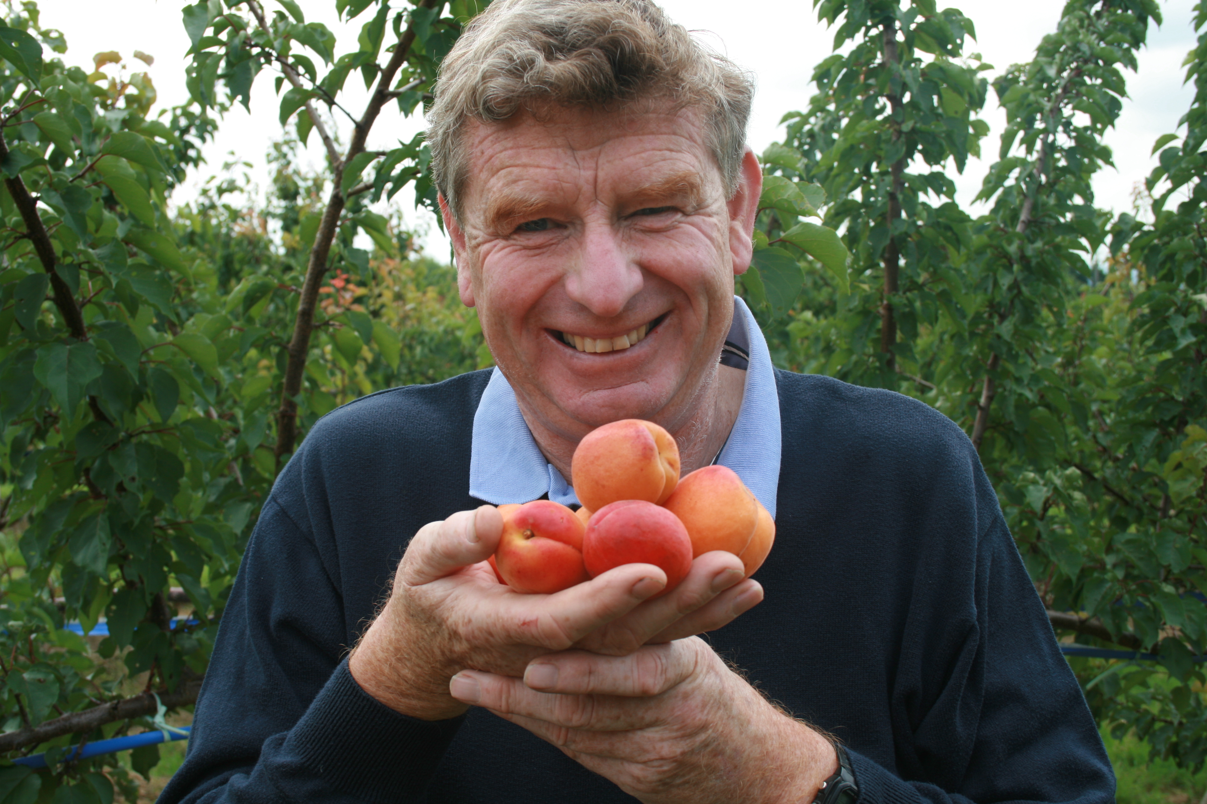 English apricot production – a great fruit farming success story Tesco