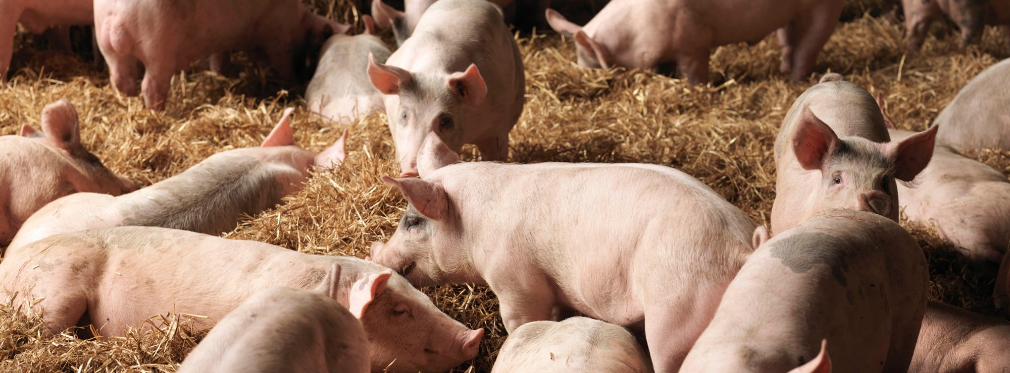 Tesco announces £10m support for UK pig industry