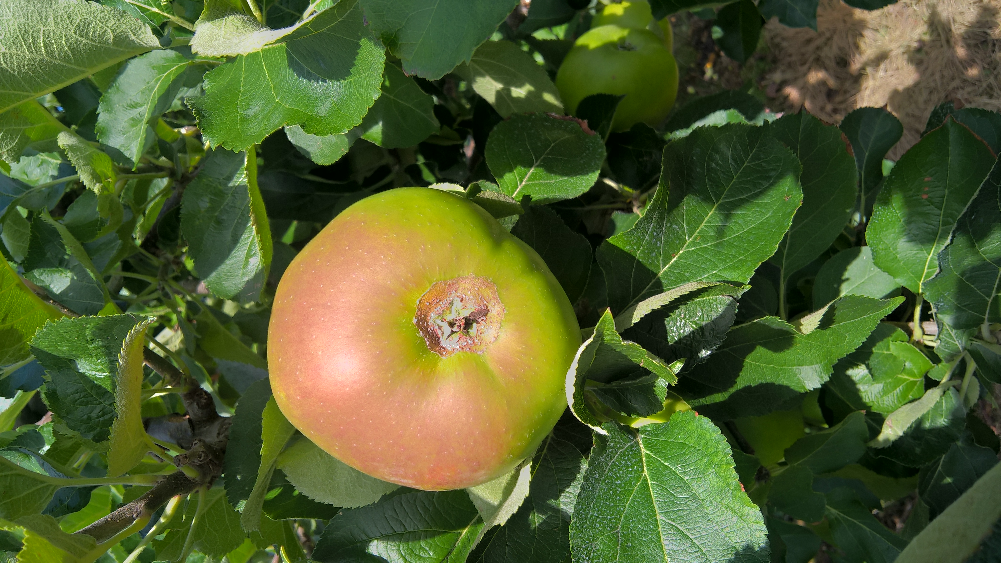 Tesco helps British apple growers