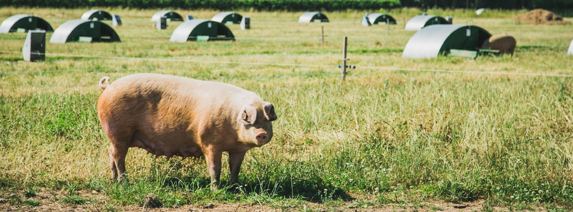 Tesco bolsters support for British farmers as it relaunches Sustainable ...