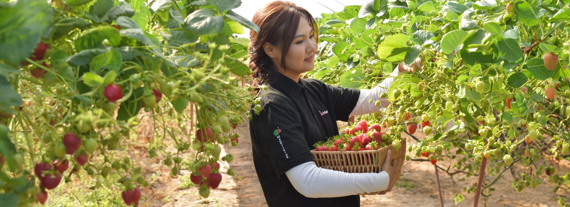 PLC Strawberries 1920X700