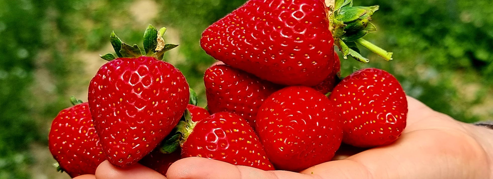 It’s strawberries galore as price is slashed by nearly half due to warm ...