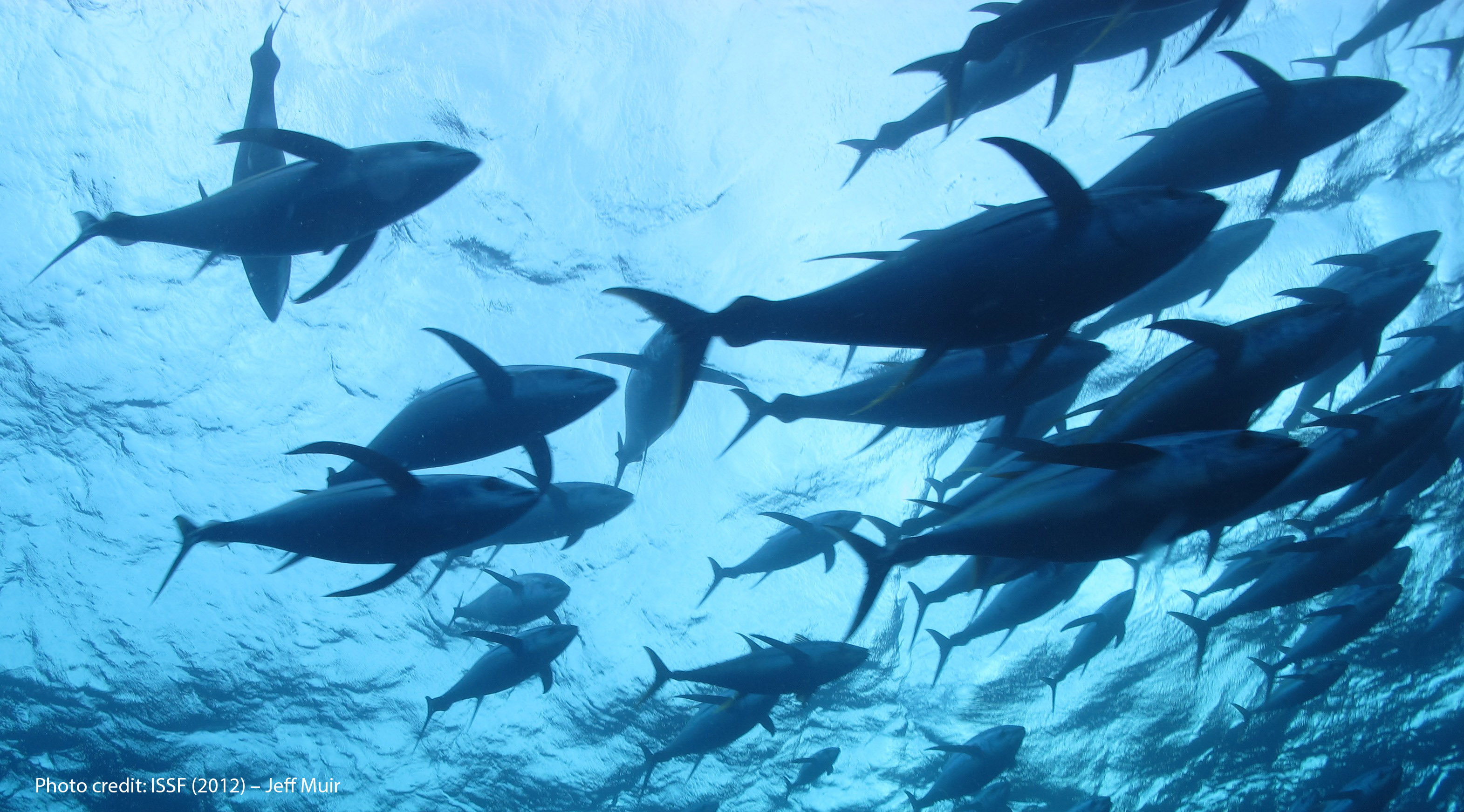 Tuna fish sourcing Tesco