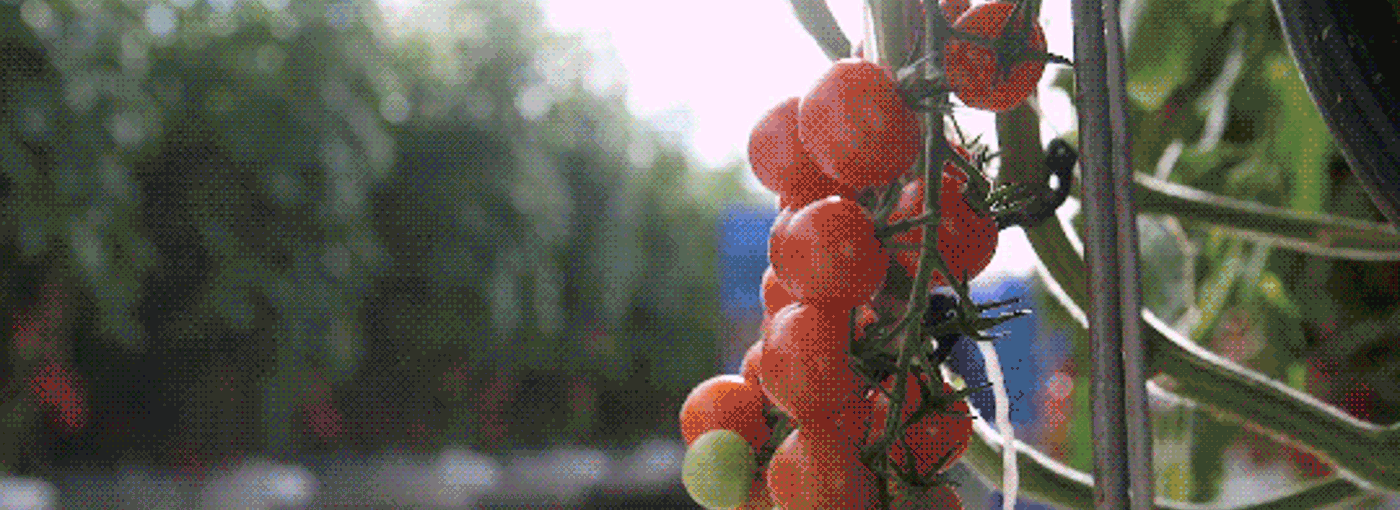 FOOD WASTE tomatoes supplier glinwell tesco